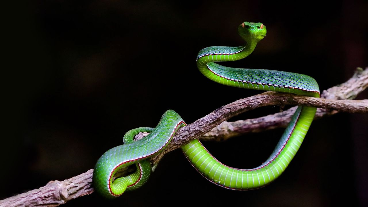 Animal Special Forces: Where to Watch and Stream Online | Reelgood