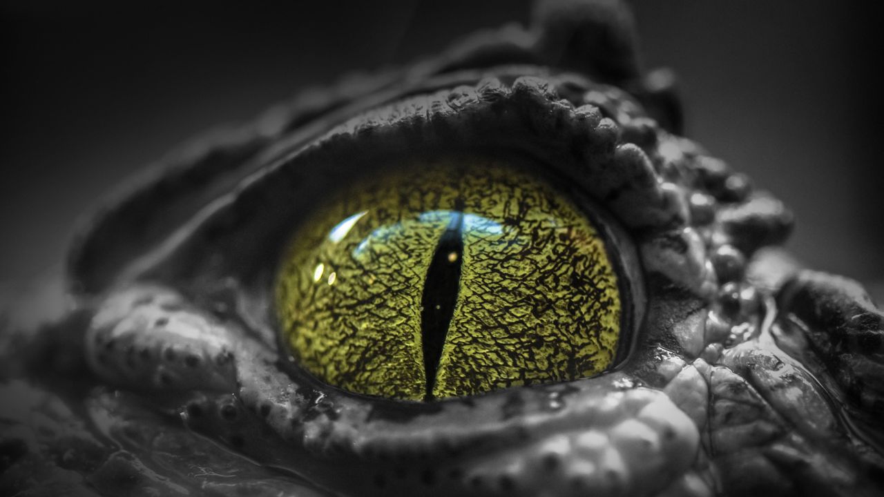 Shadow Society: Where to Watch and Stream Online | Reelgood