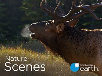 Nature Scenes: Where to Watch and Stream Online | Reelgood