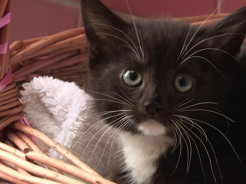 Kitten Rescuers Season 2: Where To Watch Every Episode | Reelgood