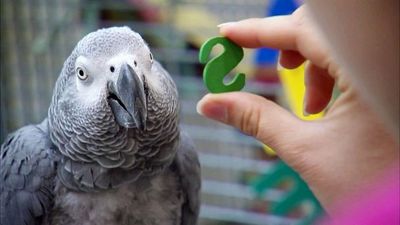 Pets 101: Where to Watch and Stream Online | Reelgood