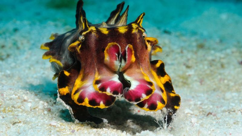 Alien Abyss Season 1: Where To Watch Every Episode | Reelgood