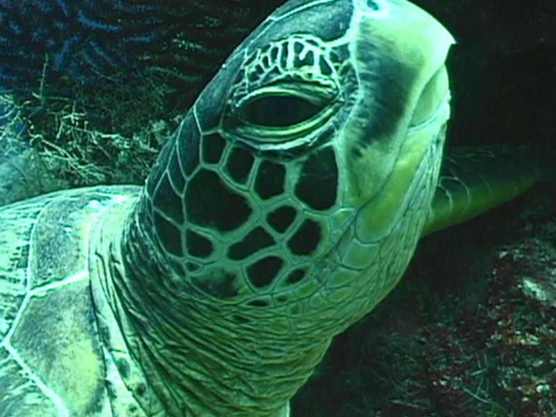 Baby Genius Season 1: Where To Watch Every Episode | Reelgood