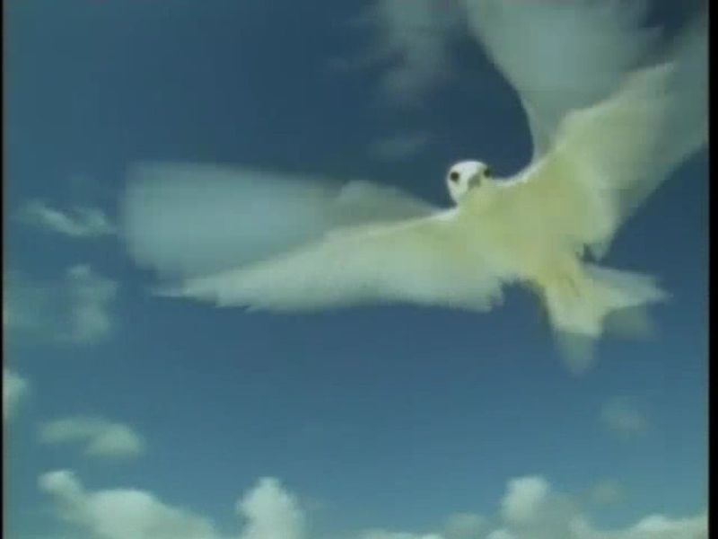 Really Wild Animals Season 1: Where To Watch Every Episode | Reelgood