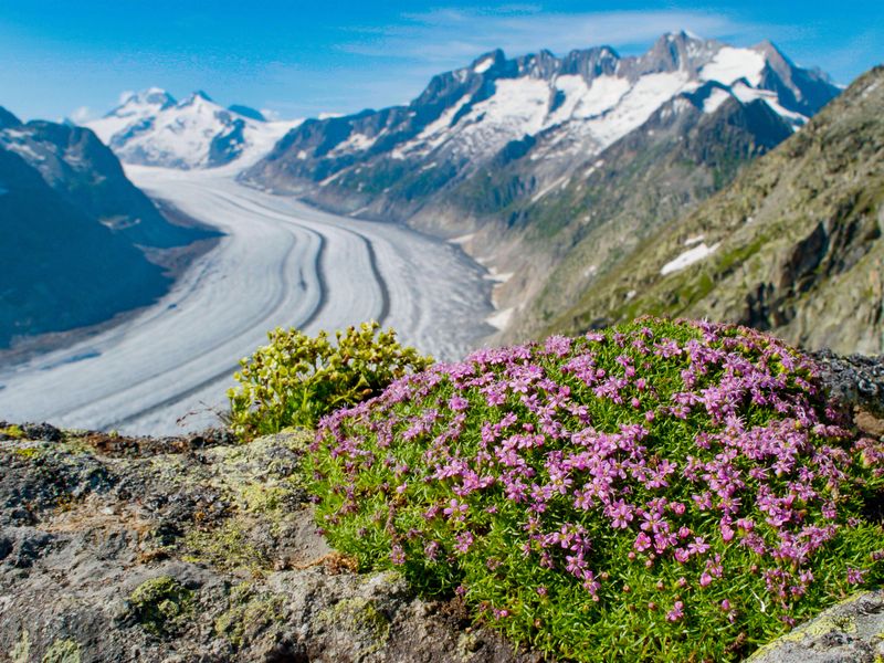 Nature: The Alps: Where to Watch and Stream Online | Reelgood