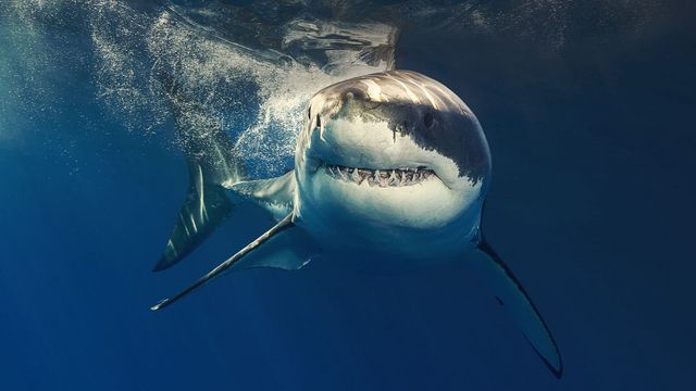 Shark School with Michael Phelps: Where to Watch and Stream Online ...