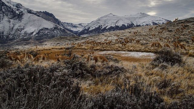 The Wild Andes Season 1: Where To Watch Every Episode | Reelgood