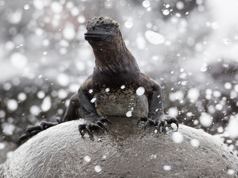 Wild Galápagos Season 1: Where To Watch Every Episode | Reelgood