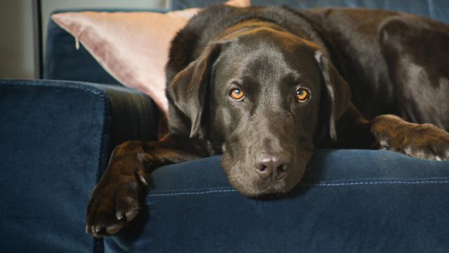 The Hidden Lives of Pets Season 1: Where To Watch Every Episode | Reelgood