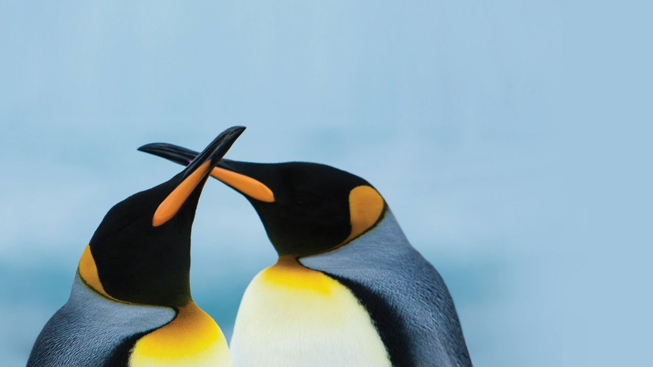 National Geographics Polar Explorations: Where to Watch and Stream ...