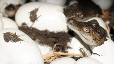 The Crocodile Hunter's Croc Files: Where to Watch and Stream Online ...