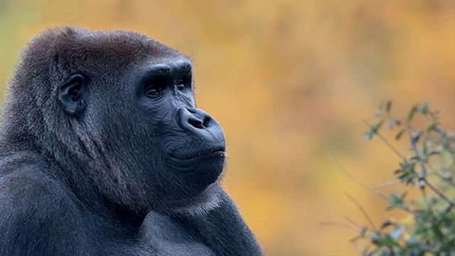 The Zoo Season 1: Where To Watch Every Episode | Reelgood