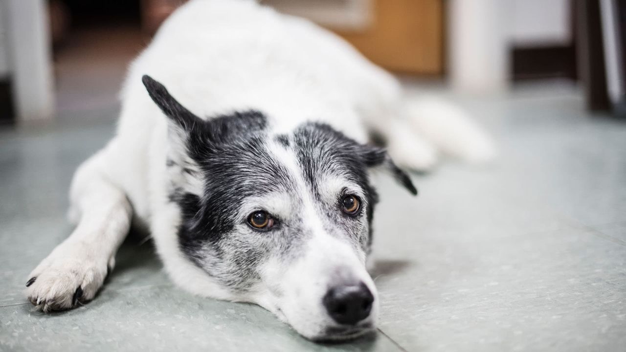 SPCA en action: Where to Watch and Stream Online | Reelgood
