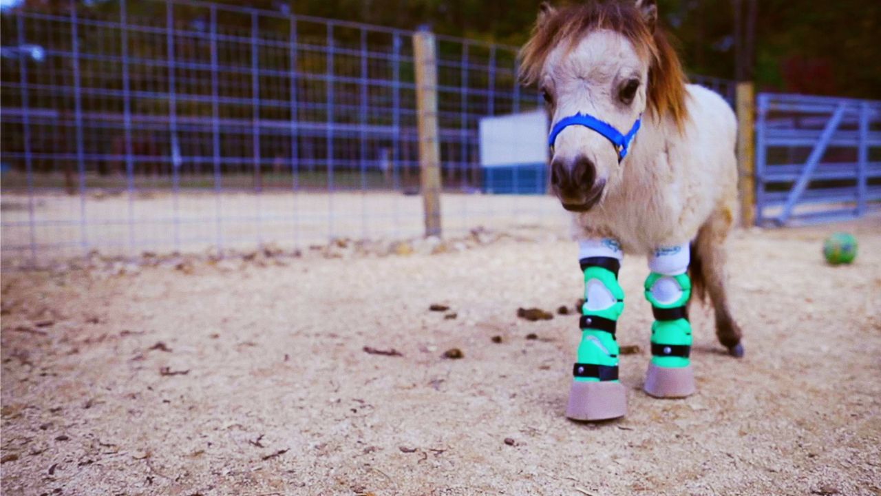 The Wizard of Paws Season 6: Where To Watch Every Episode | Reelgood