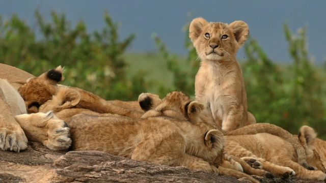 Natoons the Curious Cubs - Learning to be wild: Where to Watch and Stream Online | Reelgood