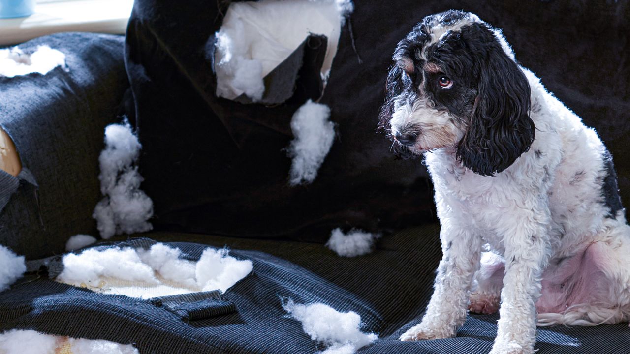 Bad Dog: Where to Watch and Stream Online | Reelgood