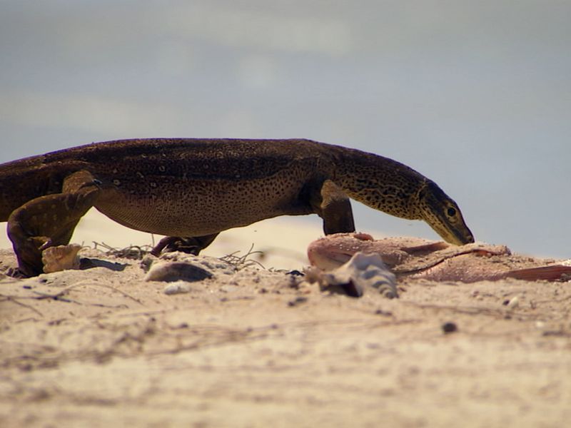 Australia's Deadly Monsters: Where to Watch and Stream Online | Reelgood