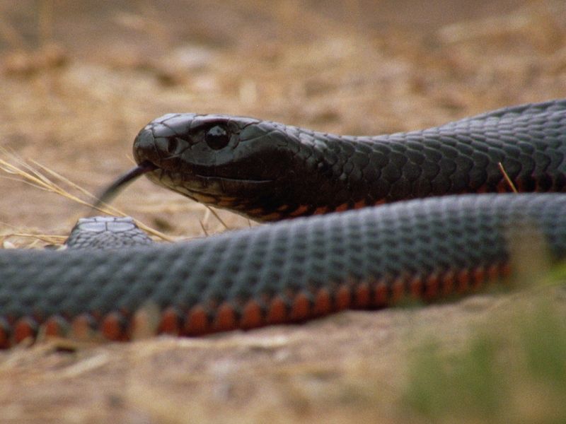 Australia's Deadly Monsters: Where to Watch and Stream Online | Reelgood