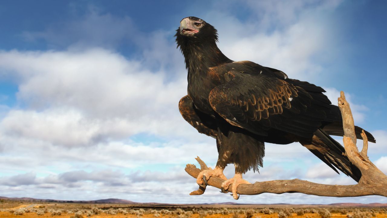 Australia's Deadly Monsters: Where to Watch and Stream Online | Reelgood