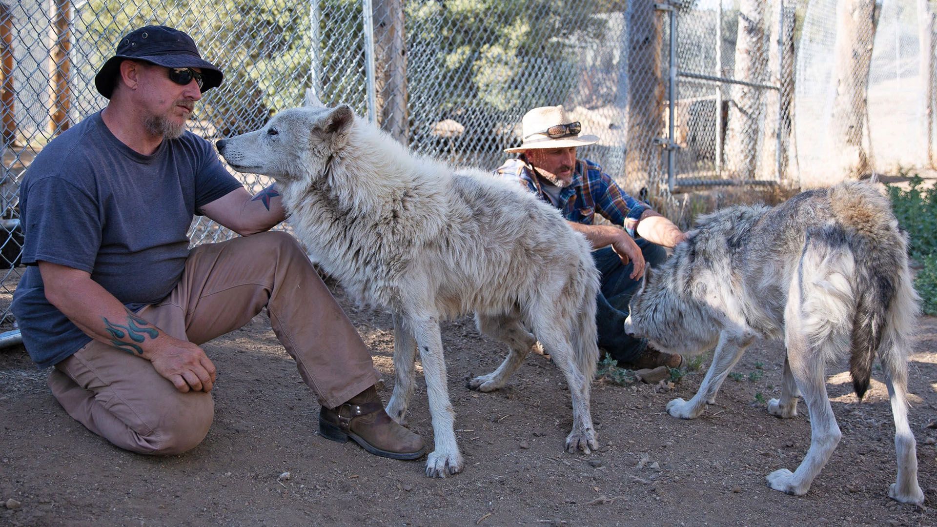 Wolves and Warriors - Where to Watch Every Episode Streaming Online ...