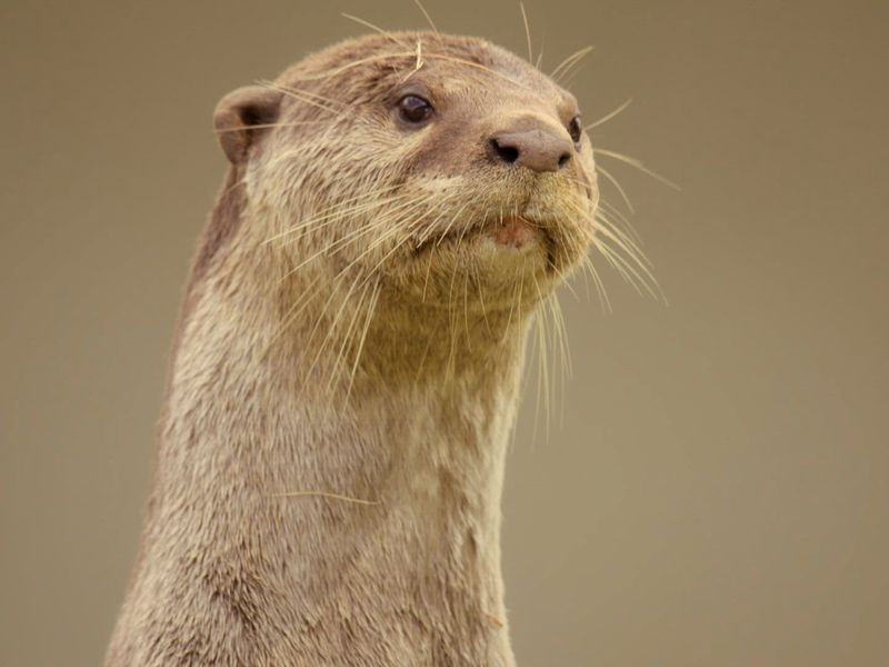 Otter Dynasty (WT): Where to Watch and Stream Online | Reelgood