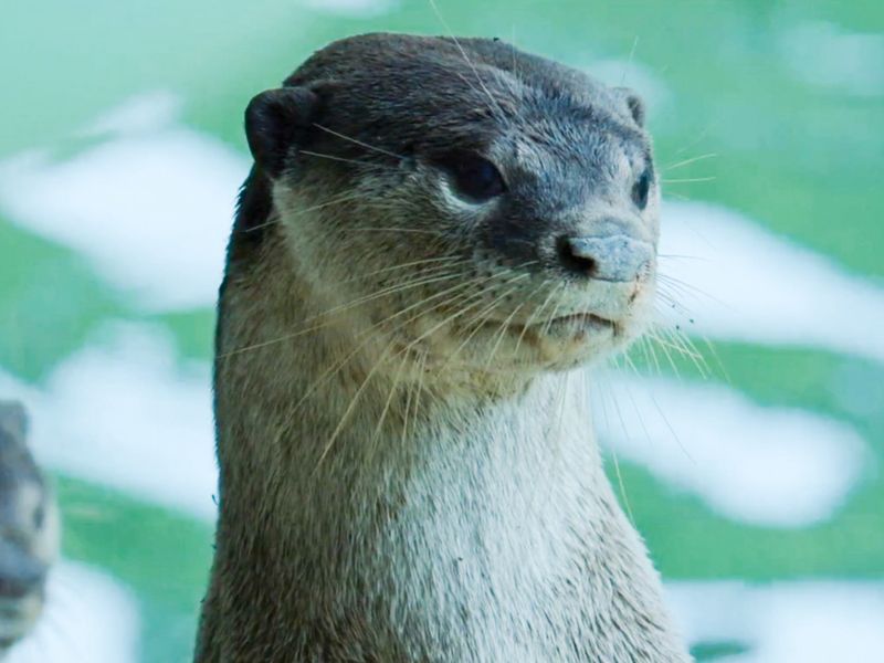 Otter Dynasty (WT) Season 1: Where To Watch Every Episode | Reelgood