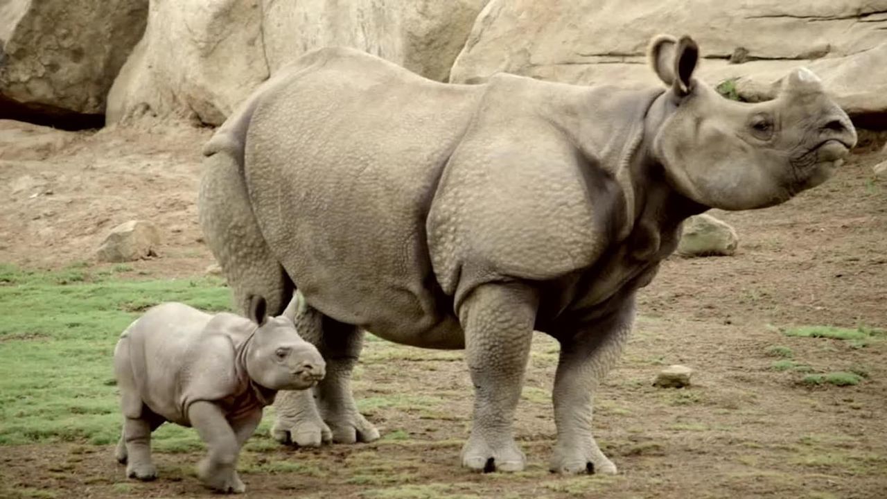Wild World at the San Diego Zoo: Where to Watch and Stream Online ...