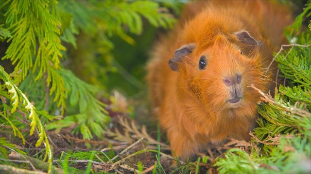 Olga Da Polga Season 2: Where To Watch Every Episode | Reelgood