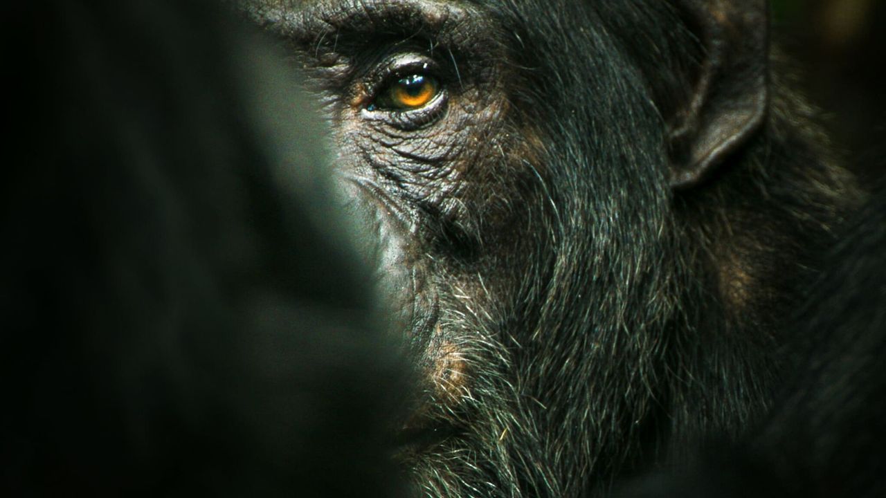 Chimp Empire Season 1: Where To Watch Every Episode | Reelgood