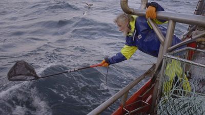 Giant Lobster Hunters: Where to Watch and Stream Online | Reelgood