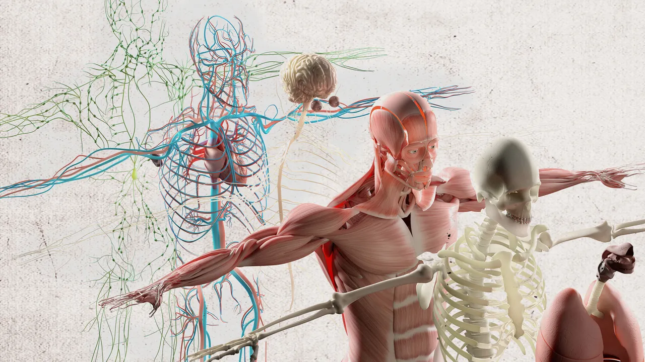 The Beauty of Anatomy: Where to Watch and Stream Online | Reelgood