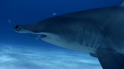 Sharkfest Season 2: Where To Watch Every Episode | Reelgood