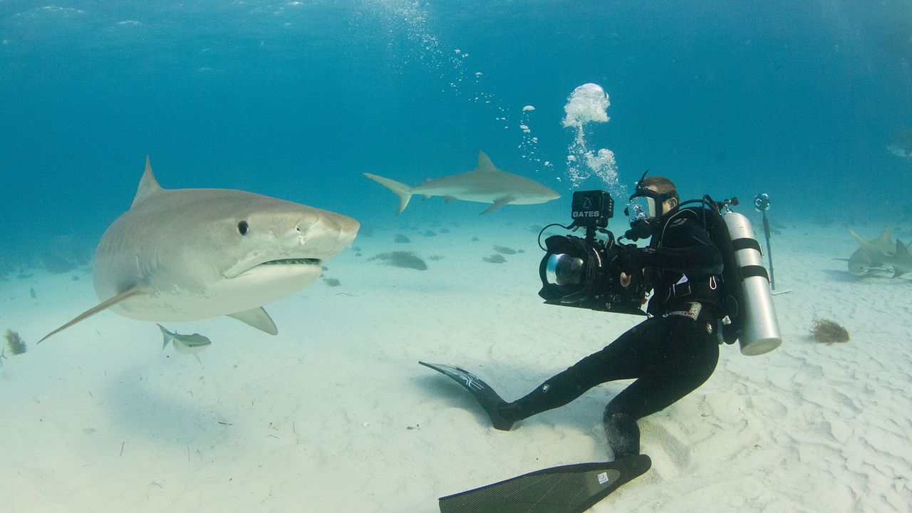 Sharkfest Season 2: Where To Watch Every Episode | Reelgood