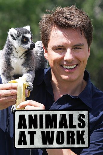 Animals at Work Season 1: Where To Watch Every Episode | Reelgood