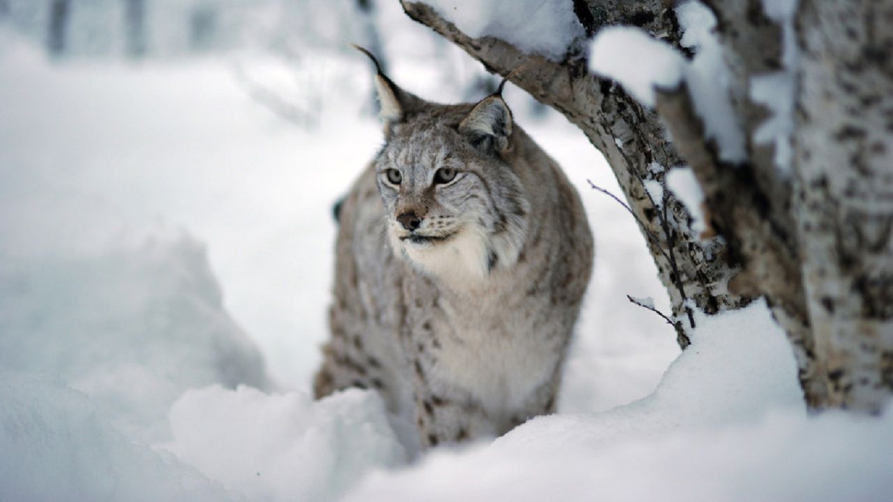 National Geographic Nordic Wild: Where to Watch and Stream Online ...