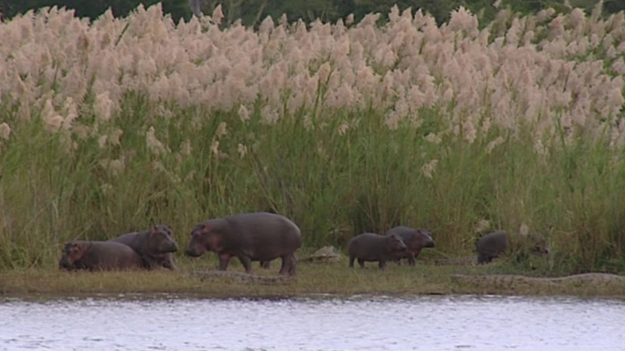 Great Rivers of Africa: Where to Watch and Stream Online | Reelgood