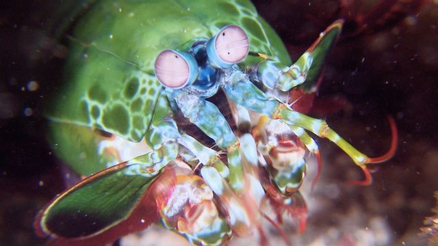 Animal Arms Race Season 1: Where To Watch Every Episode | Reelgood