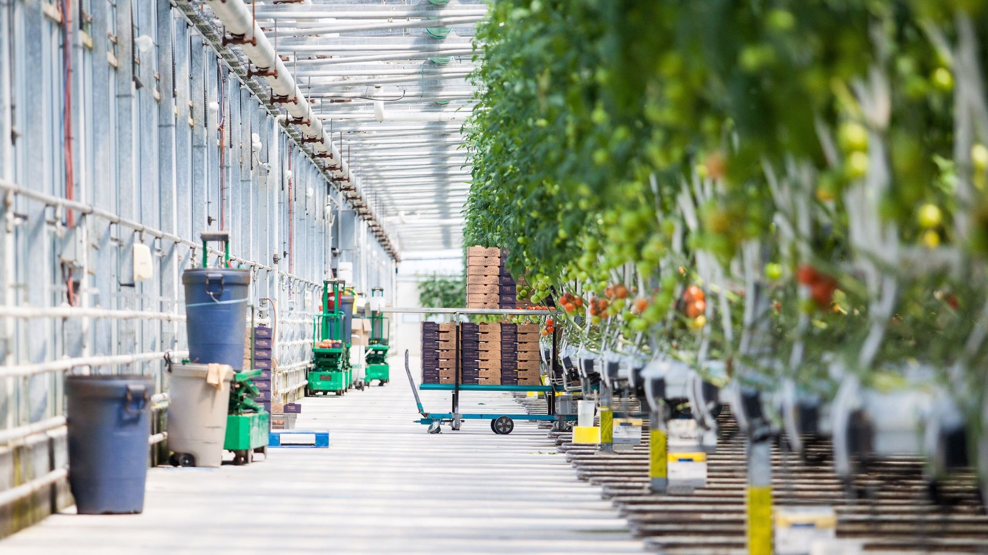 Food Factory - Watch Episodes on DIRECTV STREAM, NatGeo, and Streaming ...