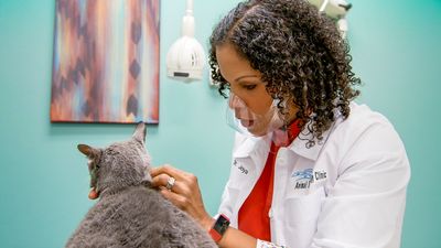 Pop Goes the Vet with Dr. Joya: Where to Watch and Stream Online | Reelgood