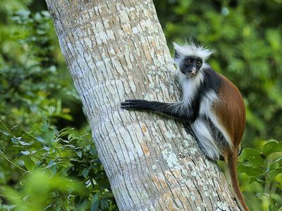 Land of Primates: Where to Watch and Stream Online | Reelgood