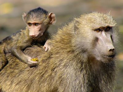 Land of Primates: Where to Watch and Stream Online | Reelgood