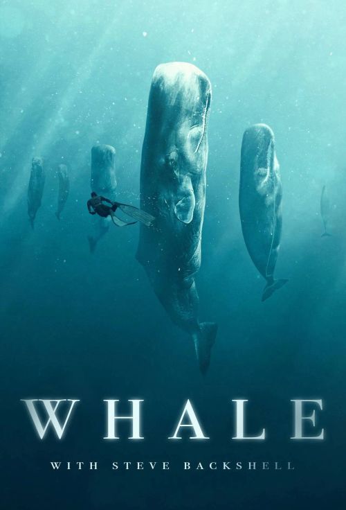 Whale with Steve Backshall Season 1: Where To Watch Every Episode ...