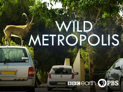 Wild Metropolis: Where to Watch and Stream Online | Reelgood