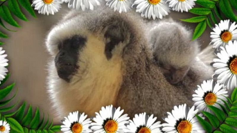 Go Eco: Where to Watch and Stream Online | Reelgood