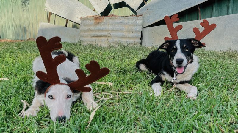 Muster Dogs Season 2: Where To Watch Every Episode | Reelgood