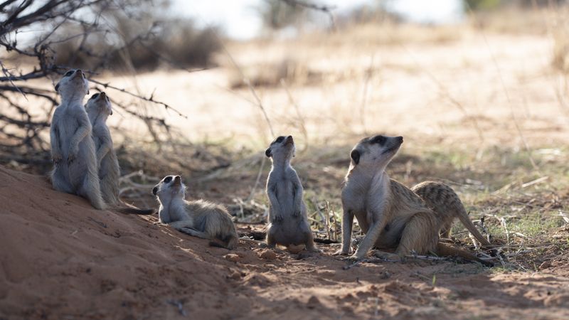 Meet The Meerkats Season 1: Where To Watch Every Episode | Reelgood