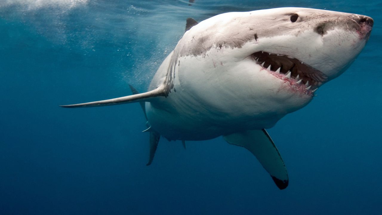 When Sharks Attack 360: Where to Watch and Stream Online | Reelgood