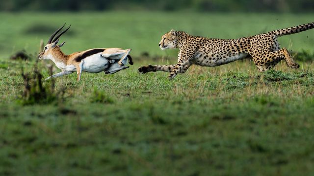 Predator v Prey Season 1: Where To Watch Every Episode | Reelgood