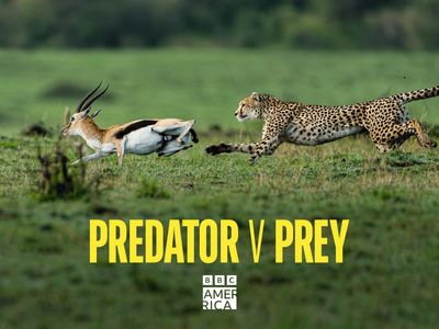 Predator v Prey: Where to Watch and Stream Online | Reelgood
