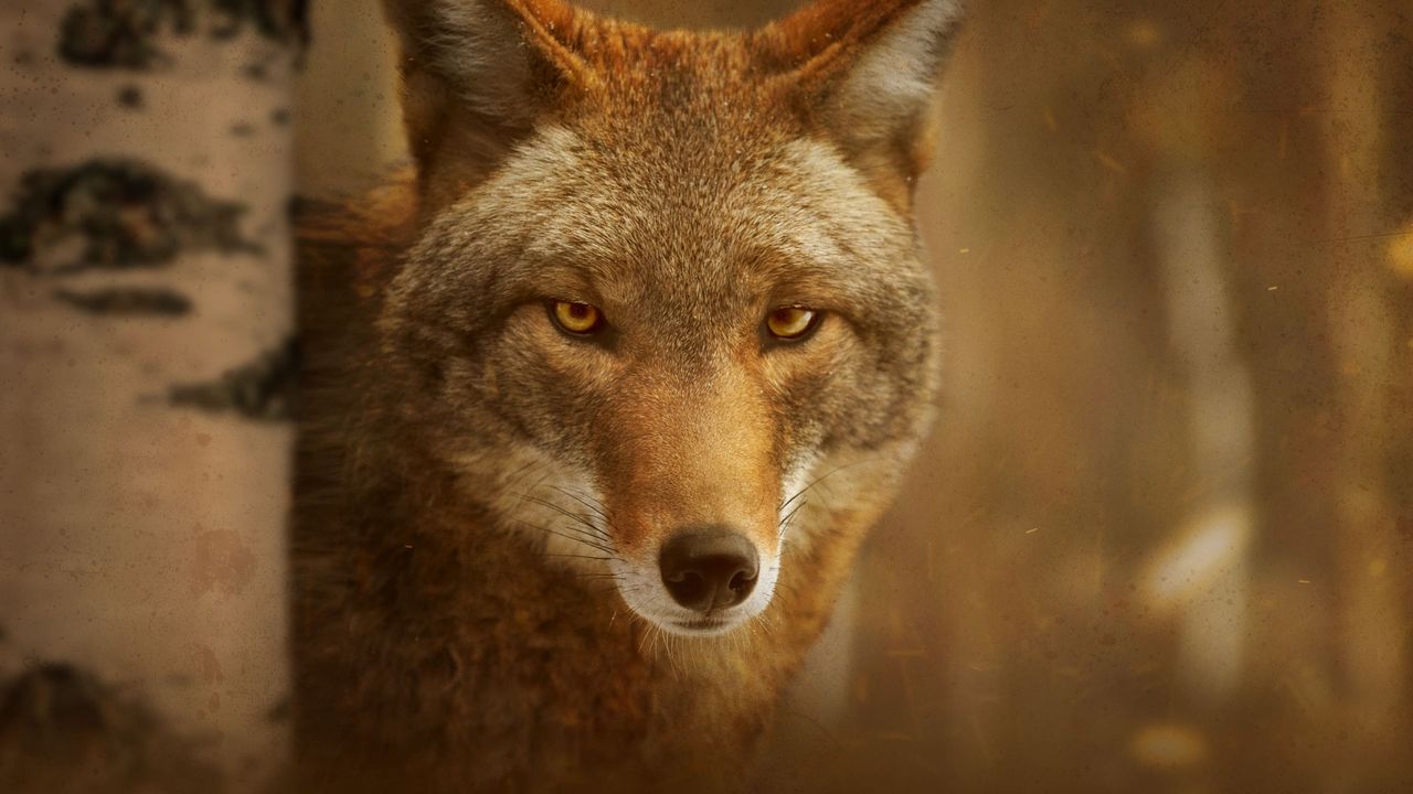 The Invaders Season 1: Where To Watch Every Episode | Reelgood